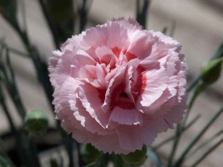 Carnation Flowers: Types and Plant Growing and Caring Tips | Florgeous