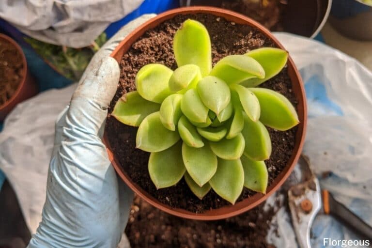 How to Propagate Succulents: A Complete Beginner's Guide | Florgeous