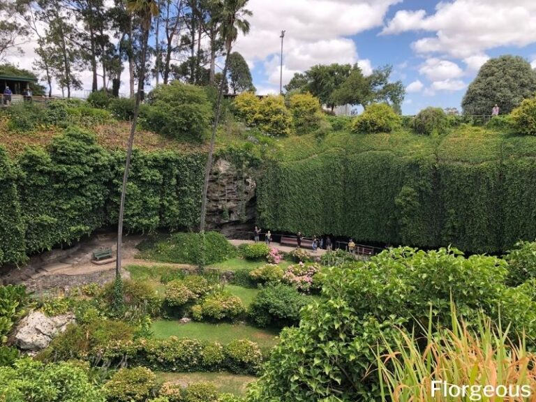 44 Best Types of Shrubs and Bushes to Grow in Your Garden | Florgeous