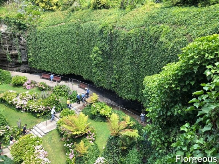 44 Best Types of Shrubs and Bushes to Grow in Your Garden | Florgeous