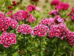 Carnation Flowers: Types and Plant Growing and Caring Tips | Florgeous