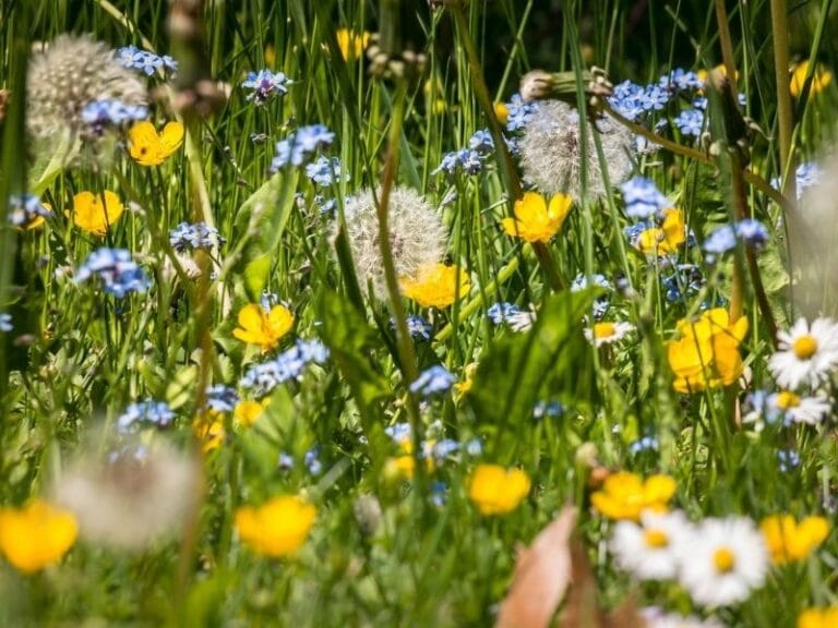 Forget-Me-Nots: Types, How To Grow and Care | Florgeous