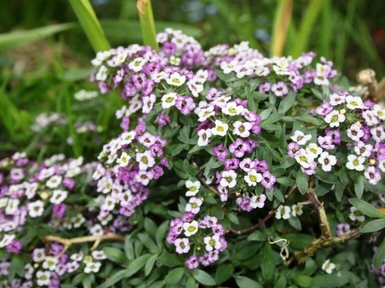 Sweet Alyssum Flower Types: How to Grow and Care | Florgeous