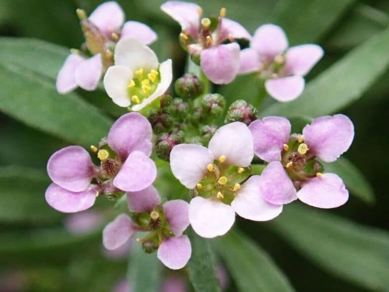 Sweet Alyssum Flower Types: How to Grow and Care | Florgeous