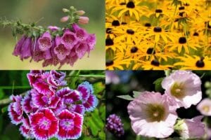 5 Best Biennial Flowering Plants You Can Grow | Florgeous
