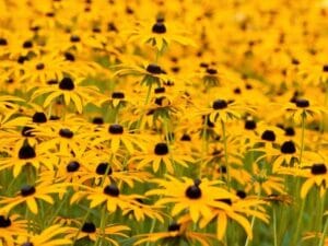 5 Best Biennial Flowering Plants You Can Grow | Florgeous