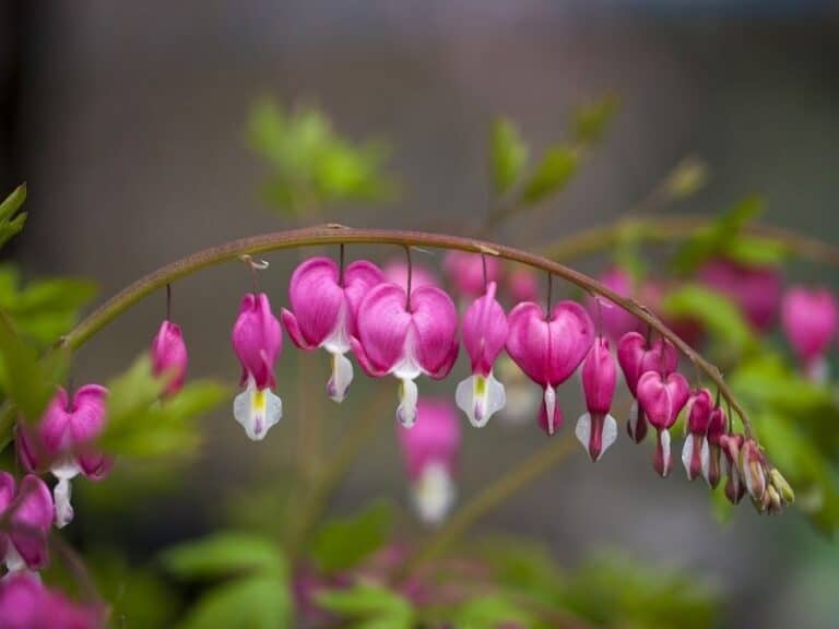 Bleeding Heart Flowers (Lamprocapnos): Types, How to Grow and Care ...