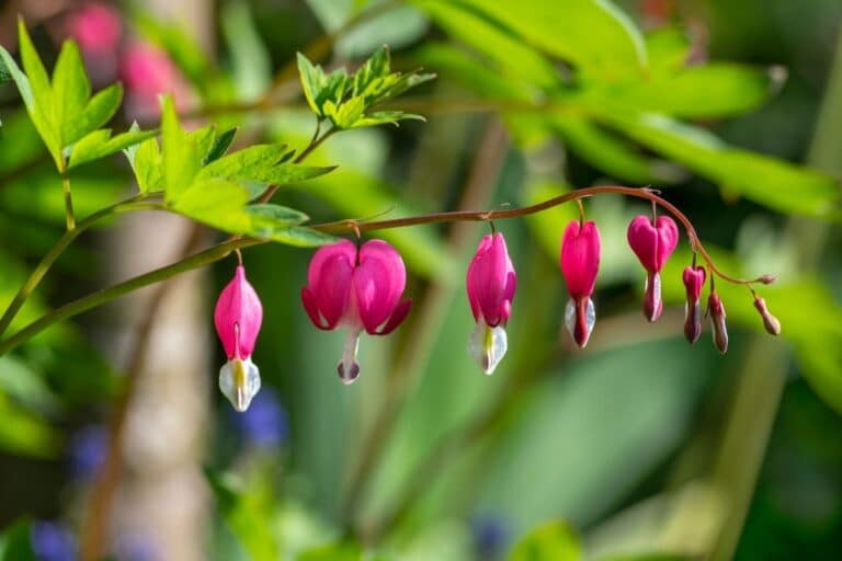 Bleeding Heart Flowers (Lamprocapnos): Types, How to Grow and Care ...
