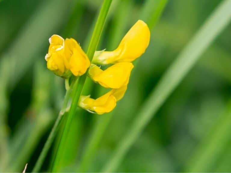 43 Beautiful Yellow Flowers You Can Grow In Your Garden Today | Florgeous
