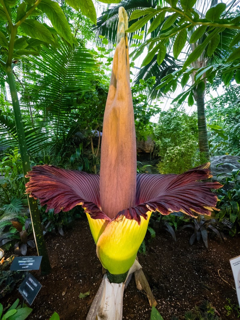 Top 15 Unusual and Exotic Flowers Around The World | Florgeous