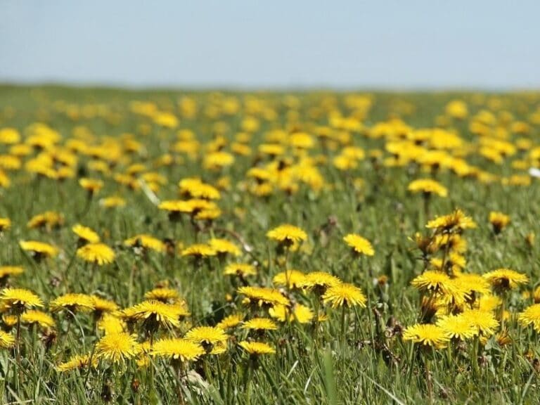 43 Beautiful Yellow Flowers You Can Grow In Your Garden Today | Florgeous