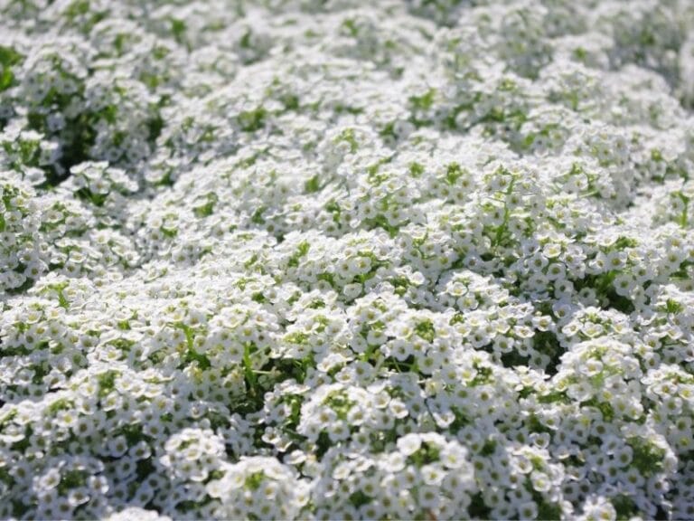 Sweet Alyssum Flower Types: How to Grow and Care | Florgeous
