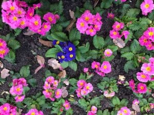 How to Grow and Care for Primrose Flowers | Florgeous