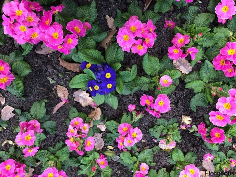 How to Grow and Care for Primrose Flowers | Florgeous