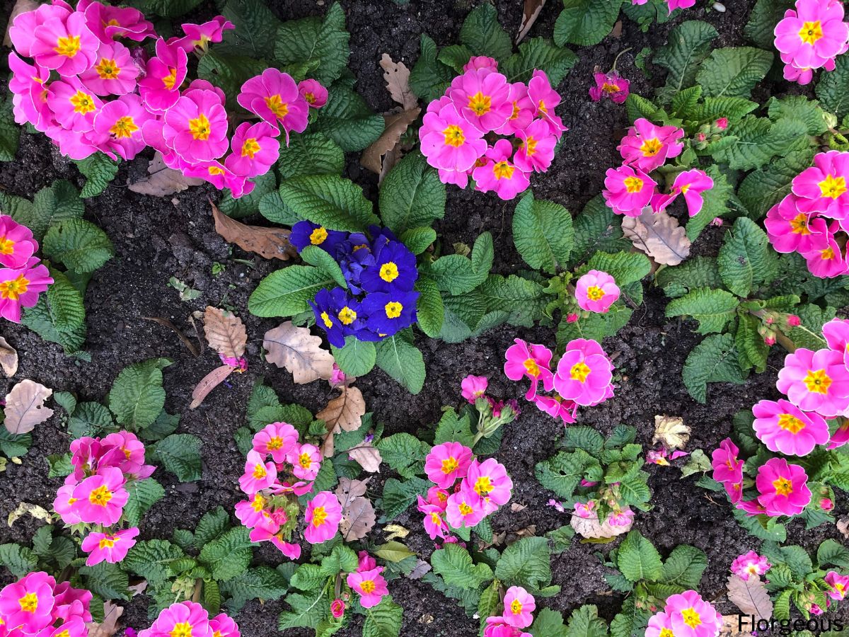 How to Grow and Care for Primrose Flowers | Florgeous