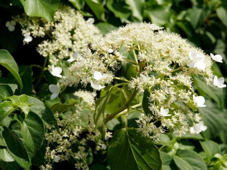 Climbing Hydrangeas (Hydrangea Petiolaris): How to Grow and Care ...