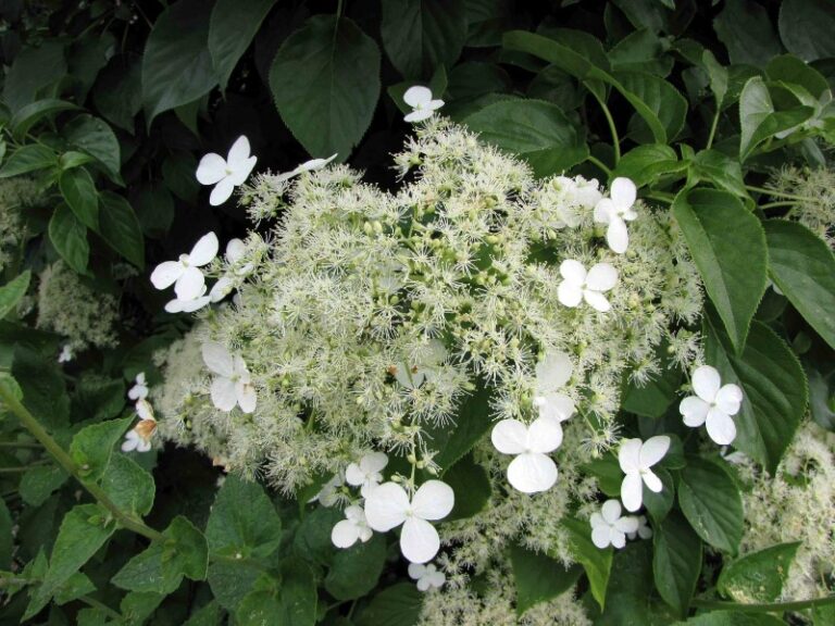 Climbing Hydrangeas (Hydrangea Petiolaris): How to Grow and Care ...