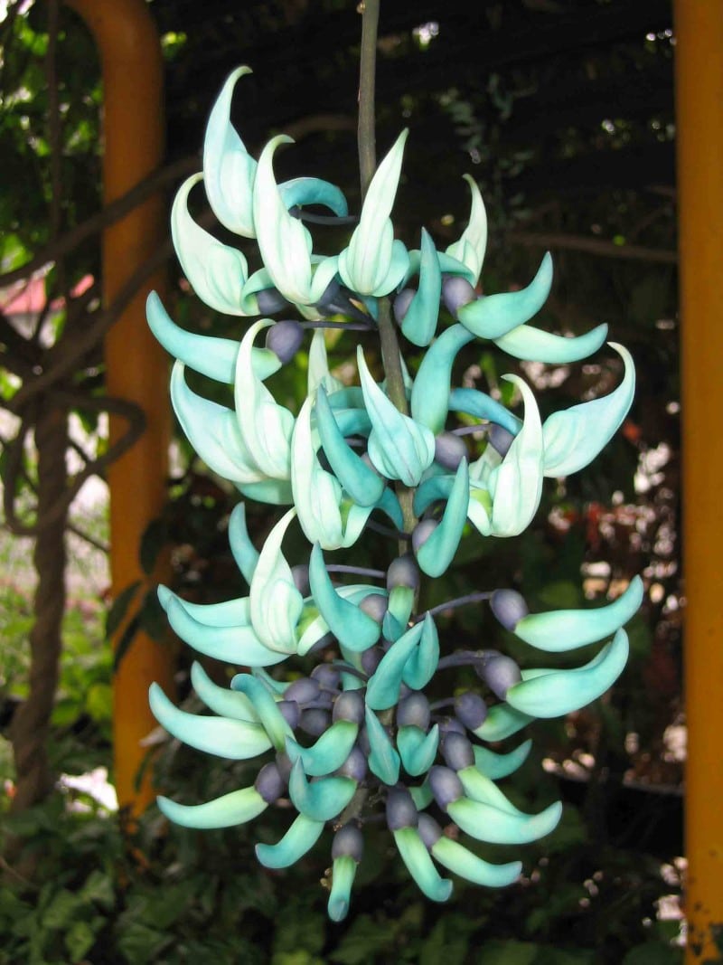 Top 15 Unusual and Exotic Flowers Around The World | Florgeous