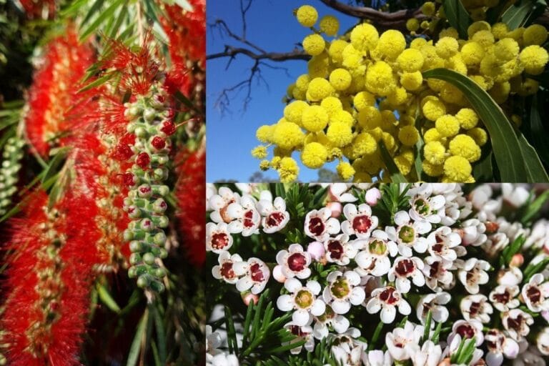 Top 8 Australian Native Flowers You Should Know | Florgeous
