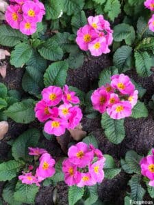 Common Primrose Types and Varieties for Your Garden | Florgeous