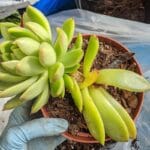 When and How To Repot and Replant Succulents: A Complete Guide | Florgeous