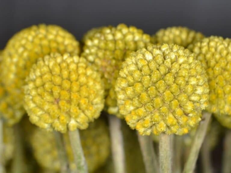 43 Beautiful Yellow Flowers You Can Grow In Your Garden Today | Florgeous