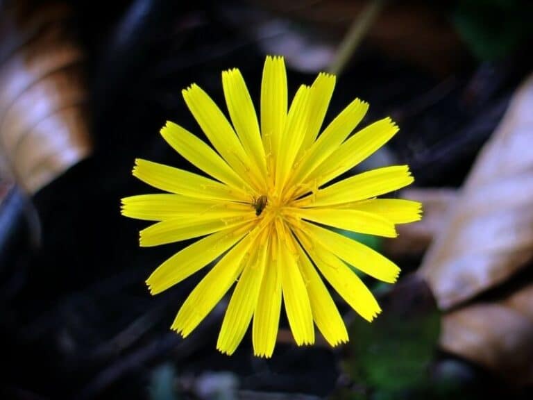 43 Beautiful Yellow Flowers You Can Grow In Your Garden Today | Florgeous