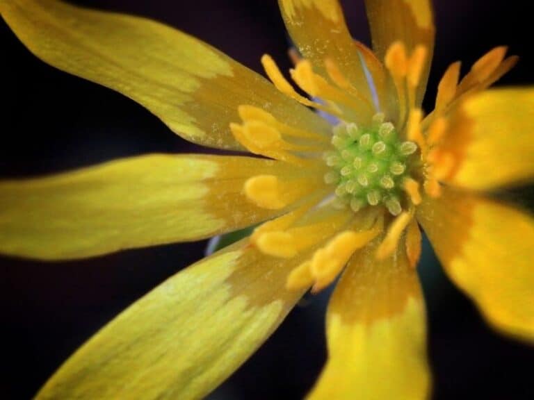 43 Beautiful Yellow Flowers You Can Grow In Your Garden Today | Florgeous