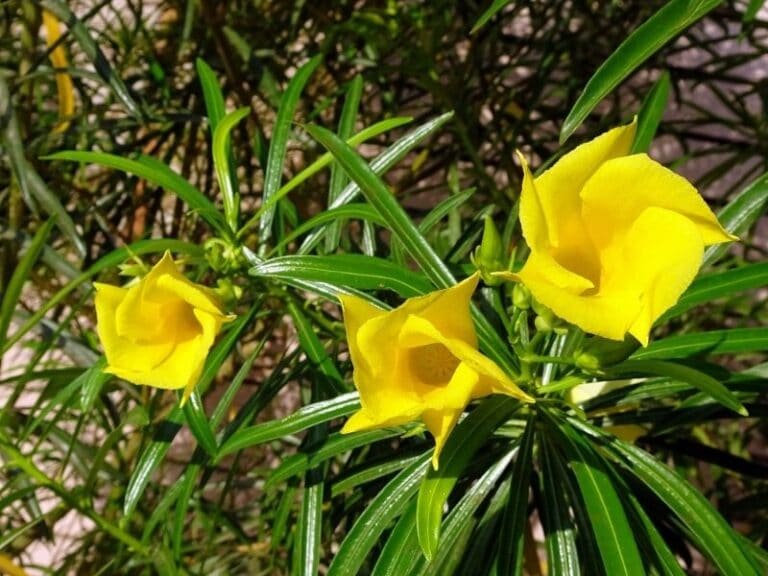 43 Beautiful Yellow Flowers You Can Grow In Your Garden Today | Florgeous