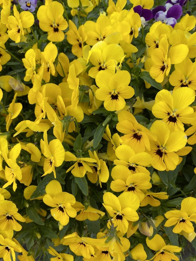 43 Beautiful Yellow Flowers You Can Grow In Your Garden Today | Florgeous