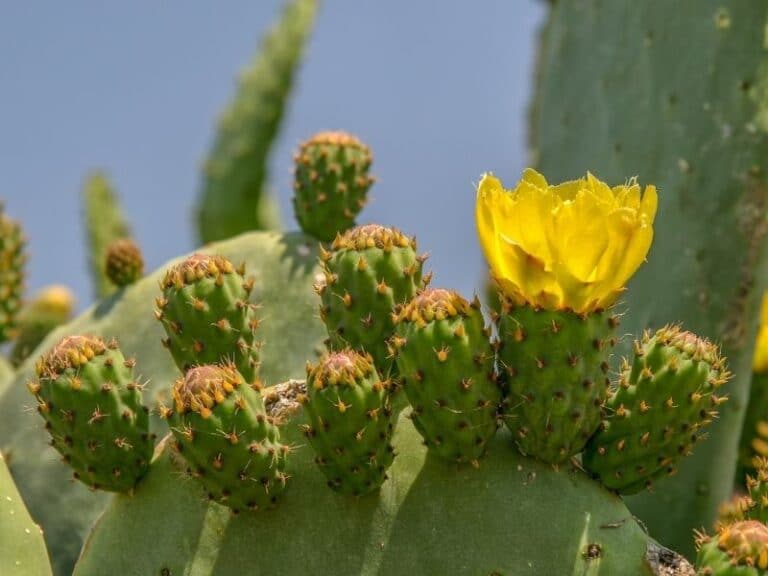 43 Beautiful Yellow Flowers You Can Grow In Your Garden Today | Florgeous