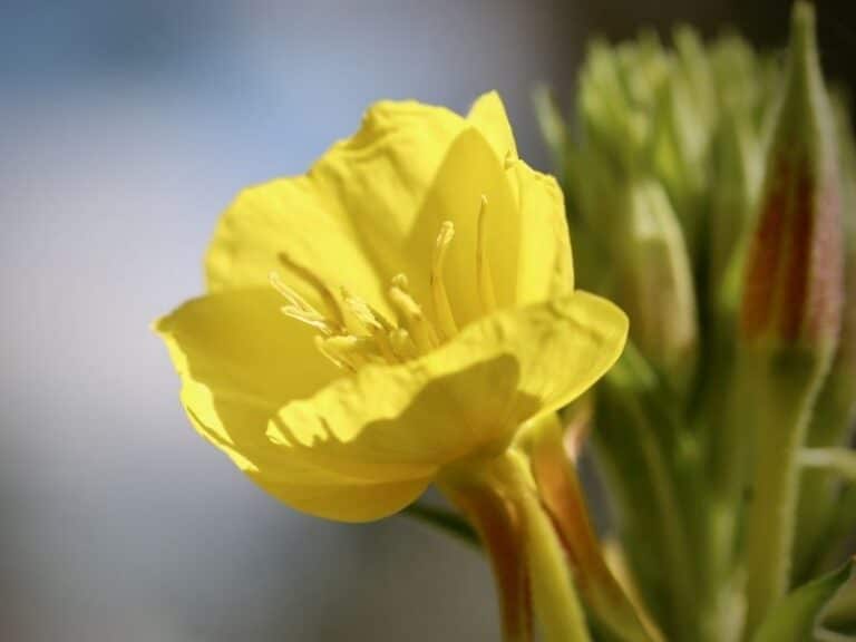 43 Beautiful Yellow Flowers You Can Grow In Your Garden Today | Florgeous