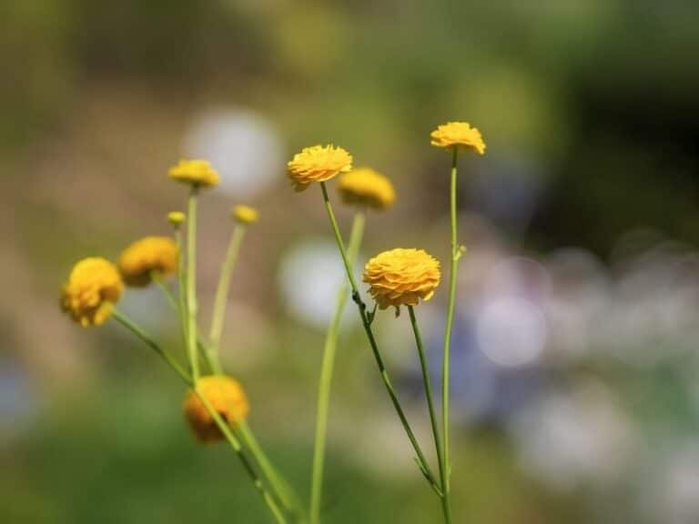 43 Beautiful Yellow Flowers You Can Grow In Your Garden Today | Florgeous