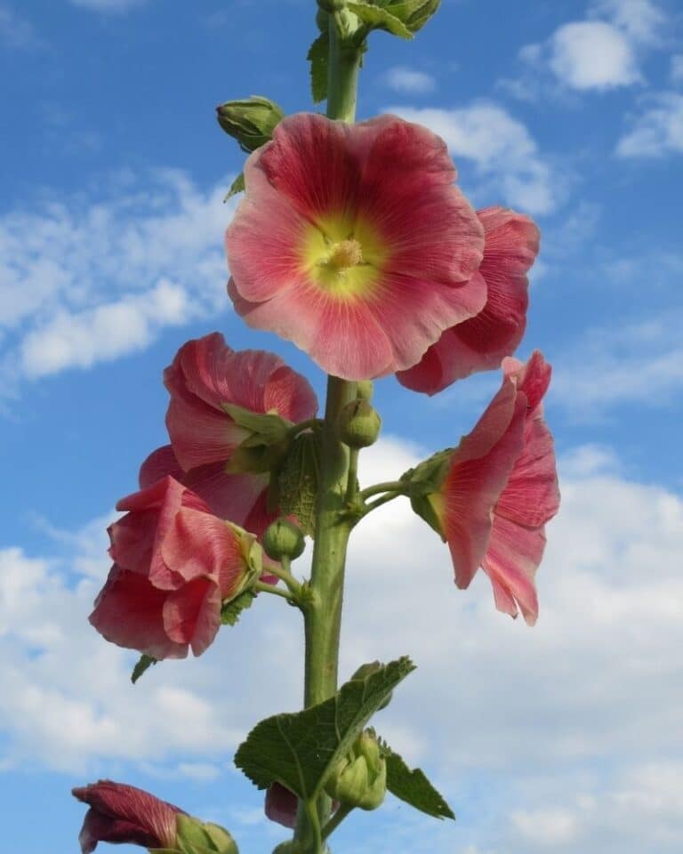 Hollyhock Flowers (Alcea): Types, How to Grow and Care | Florgeous