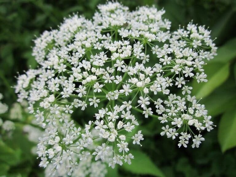 Top 21 Types of Wildflowers You Can Grow | Florgeous
