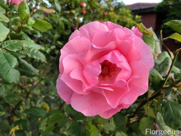Rose Bush Care: A Complete Guide to Growing Garden Roses | Florgeous