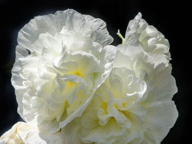 Hollyhock Flowers (Alcea): Types, How to Grow and Care | Florgeous