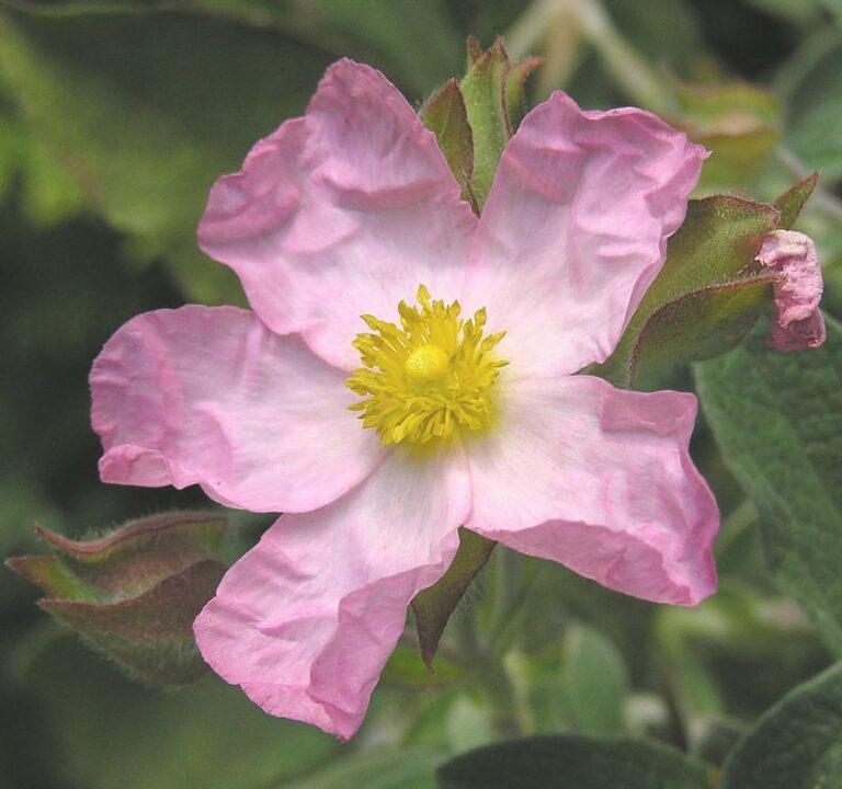 Rock Rose Plant Types: How to Grow and Care for Beginner | Florgeous