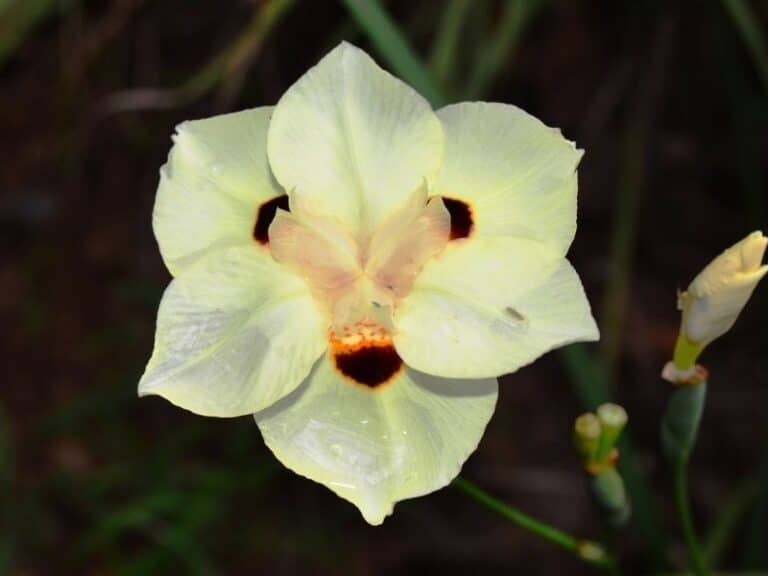 How to Grow and Care for Fortnight Lily (Dietes iridioides) | Florgeous
