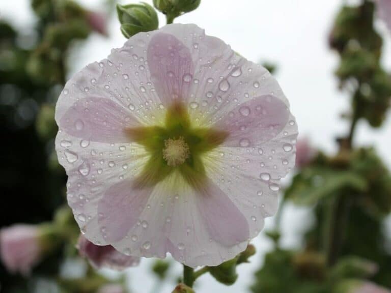 Hollyhock (Alcea) Plant: Types, How to Grow and Care | Florgeous