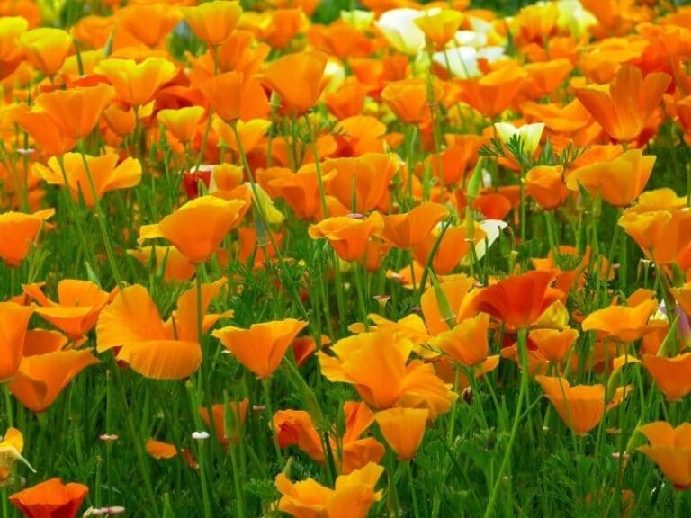 Top 21 Types of Wildflowers You Can Grow | Florgeous