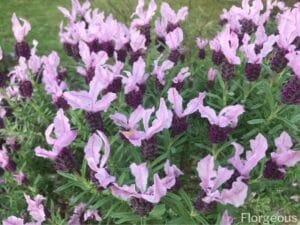 7 Types of Lavender Plants and 25 Varieties You Can Grow | Florgeous