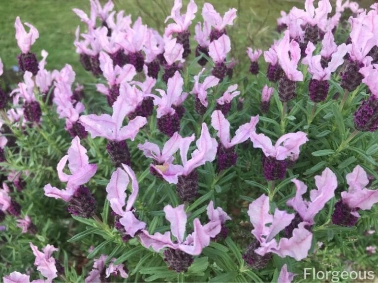 7 Types of Lavender Plants and 25 Varieties You Can Grow | Florgeous