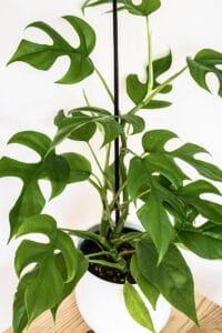 Rhaphidophora Tetrasperma (Mini Monstera): How to Grow and Care | Florgeous