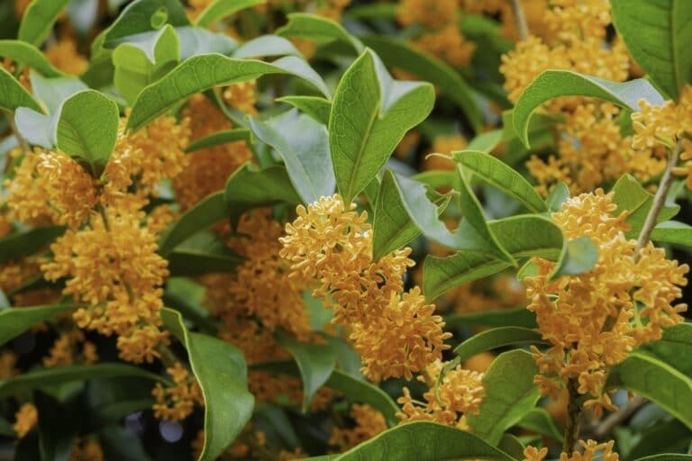 Osmanthus Flower Types, How to Grow and Care | Florgeous