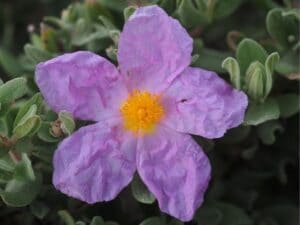 Rock Rose Plant Types: How to Grow and Care for Beginner | Florgeous