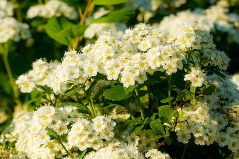Spirea Bushes: Different Varieties, How to Grow and Care | Florgeous