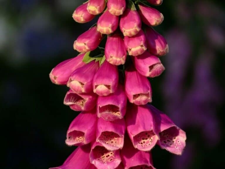 Foxgloves (Digitalis): Types, How to Grow and Care for Beginners ...