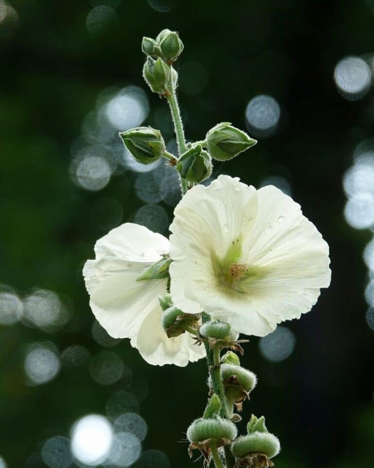 Hollyhock (Alcea) Plant: Types, How to Grow and Care | Florgeous