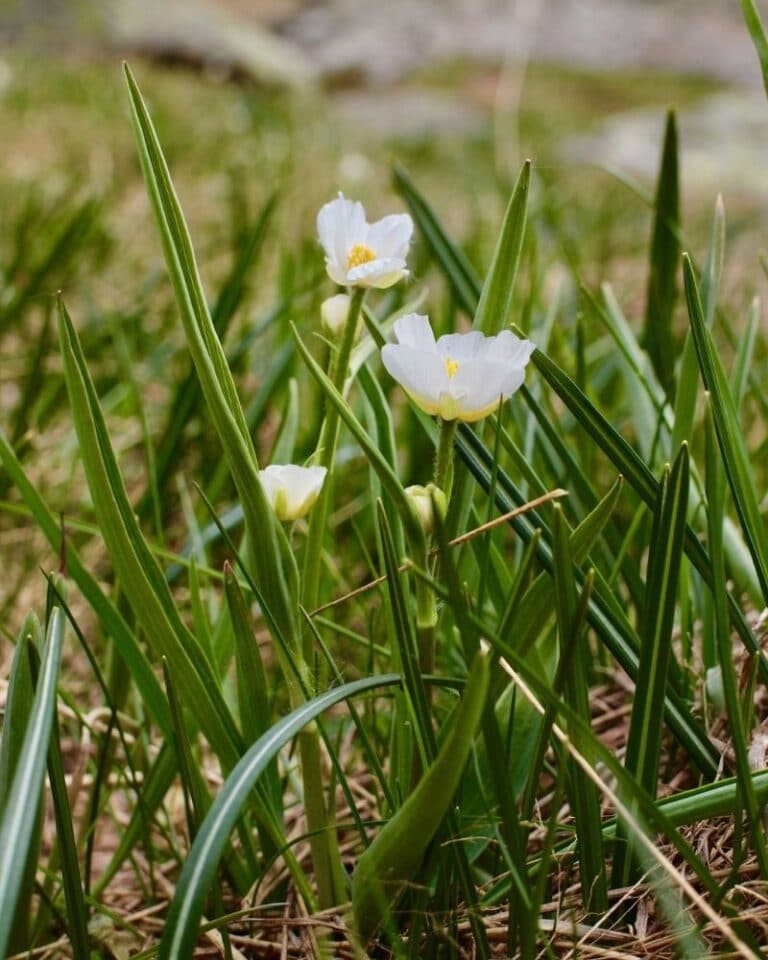 52 Incredible White Flowers with Names, Meaning and Pictures | Florgeous